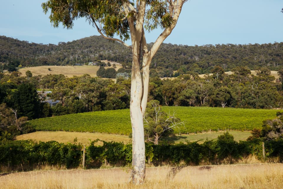 Sutherland Estate Vineyard – Cré Wines